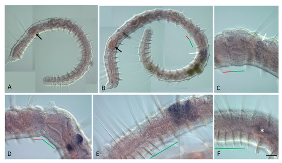 Spatial Colinear but Broken Temporal Expression of Duplicated ParaHox ...