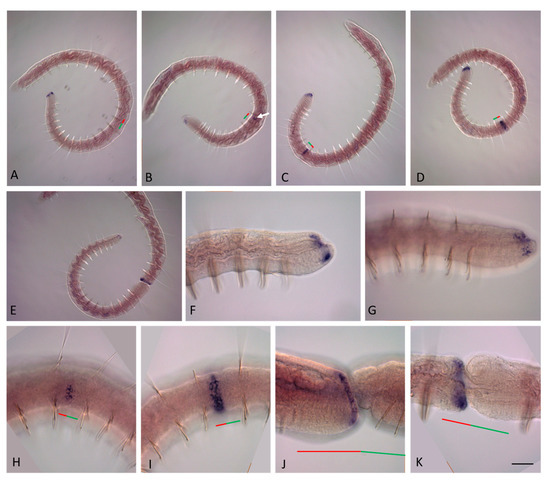 Spatial Colinear but Broken Temporal Expression of Duplicated ParaHox ...