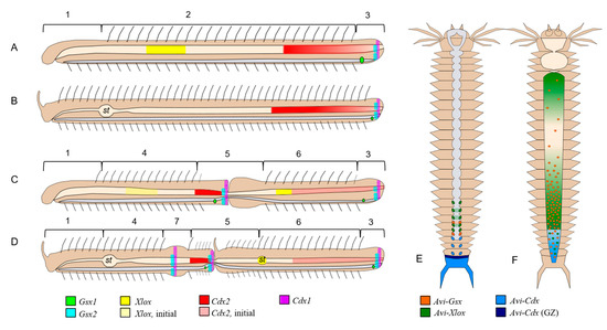 Spatial Colinear but Broken Temporal Expression of Duplicated ParaHox ...