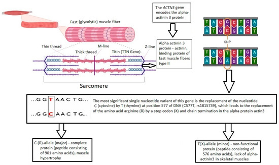 Association of the ACTN3 Gene’s Single-Nucleotide Variant Rs1815739 ...