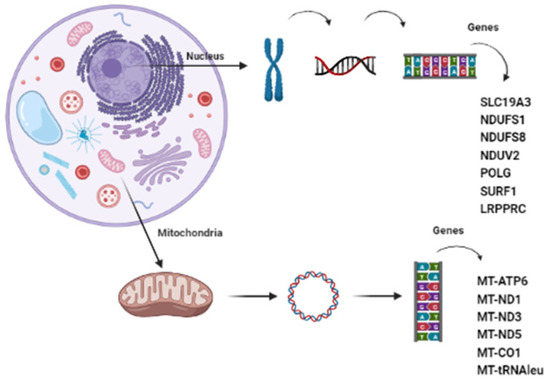 Leigh Syndrome Spectrum: A Portuguese Population Cohort in an ...