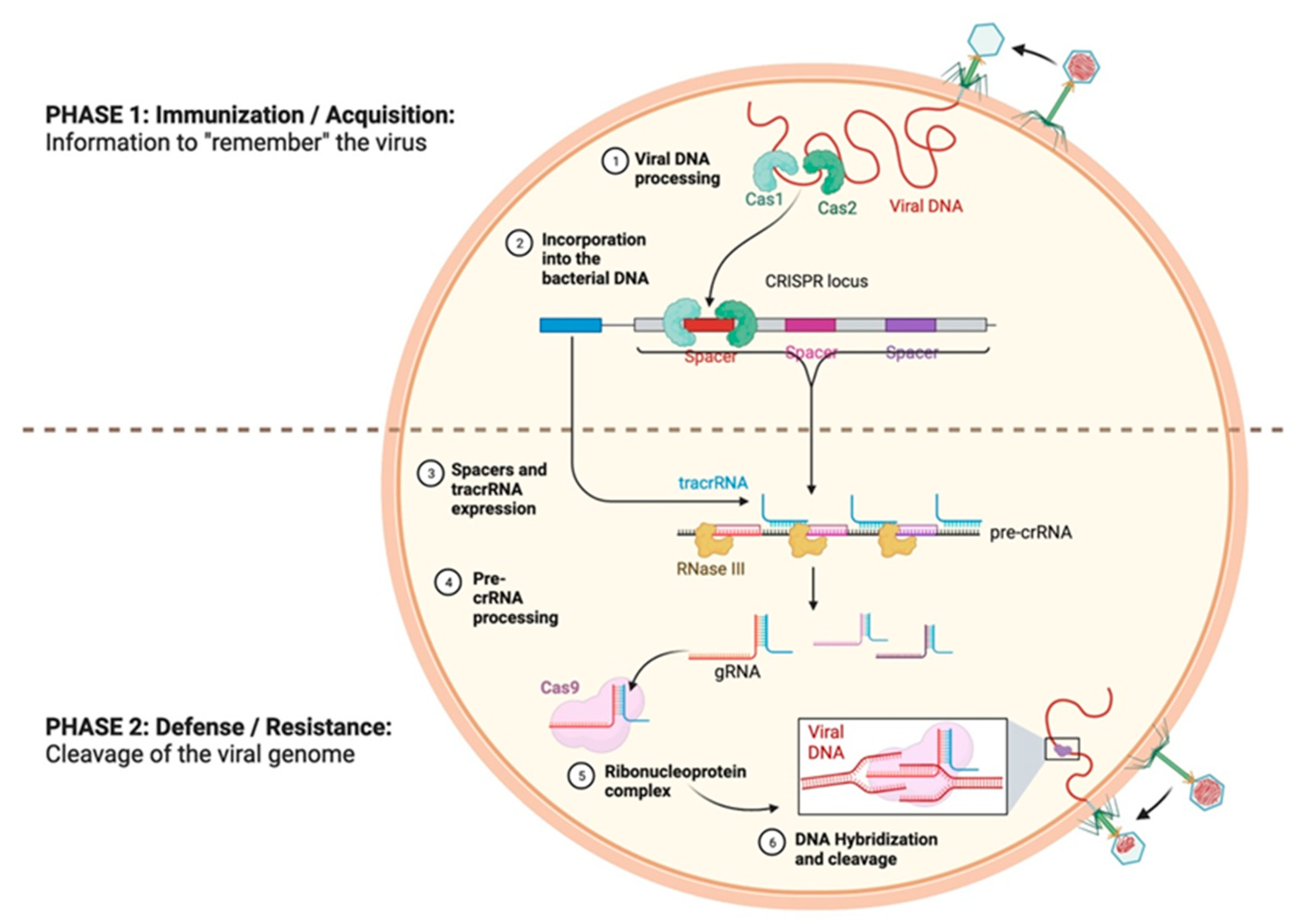 CRISPR-Cas: ‘The Multipurpose Molecular Tool’ for Gene Therapy and ...