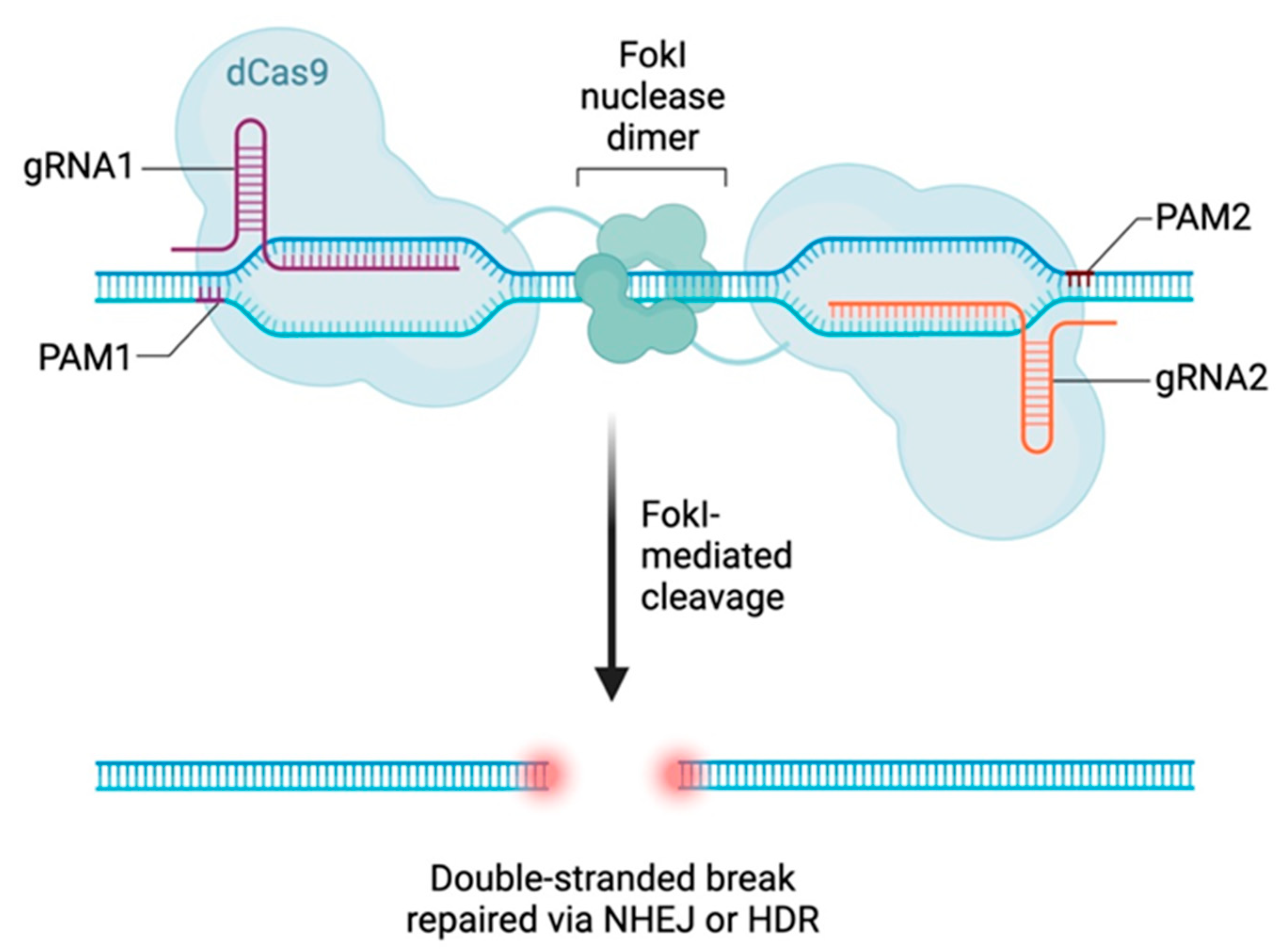 CRISPR-Cas: ‘The Multipurpose Molecular Tool’ for Gene Therapy and ...