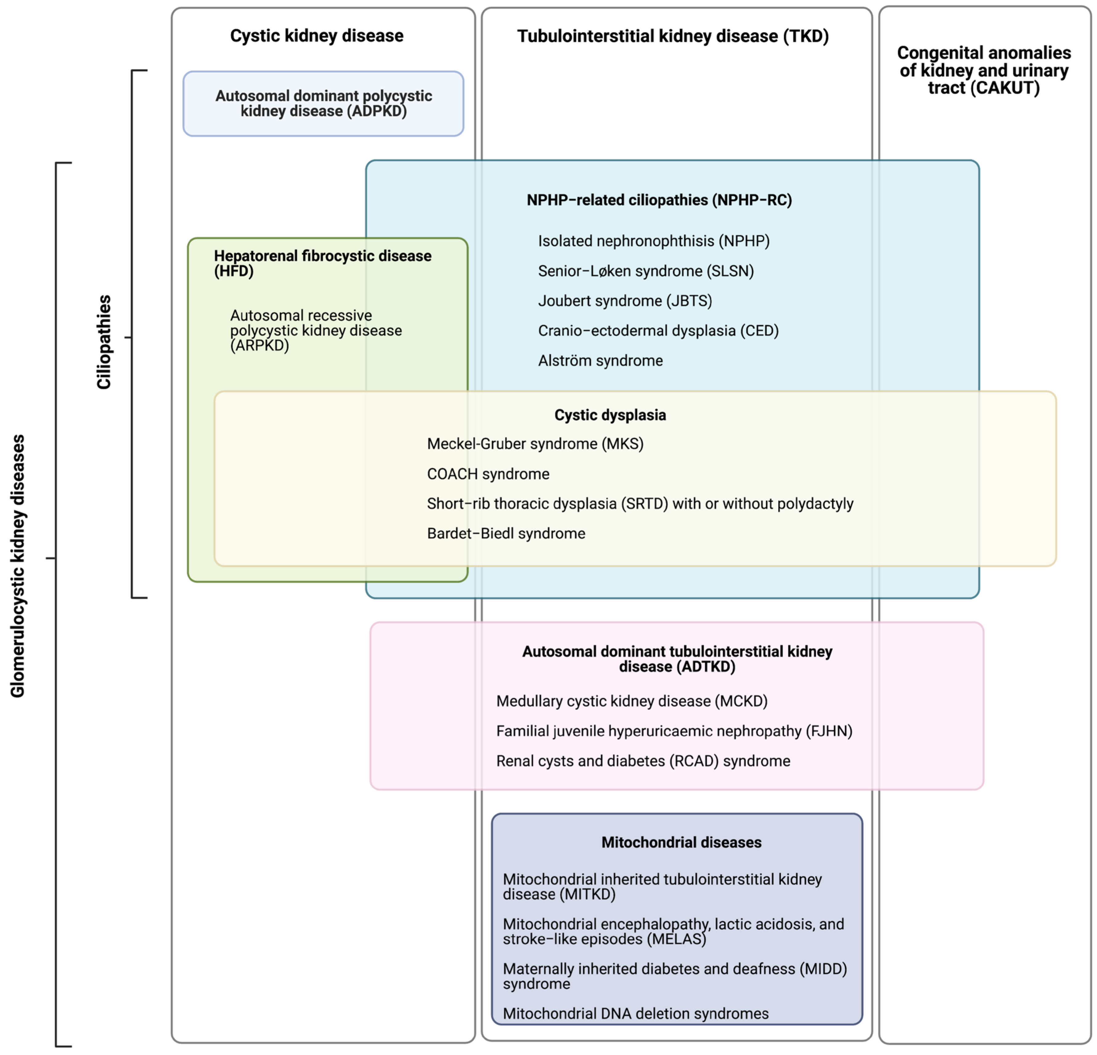 A Role for Genetic Modifiers in Tubulointerstitial Kidney Diseases