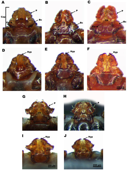 Morphological and Molecular Identification of Hard Ticks in Hainan ...