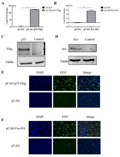 Characterization of the Effects of Host p53 and Fos on Gallid Alpha ...