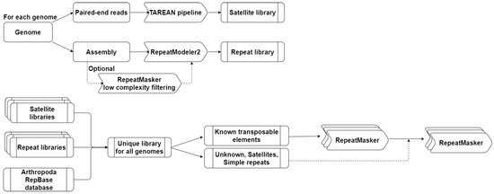 Abundance and Diversification of Repetitive Elements in Decapoda Genomes
