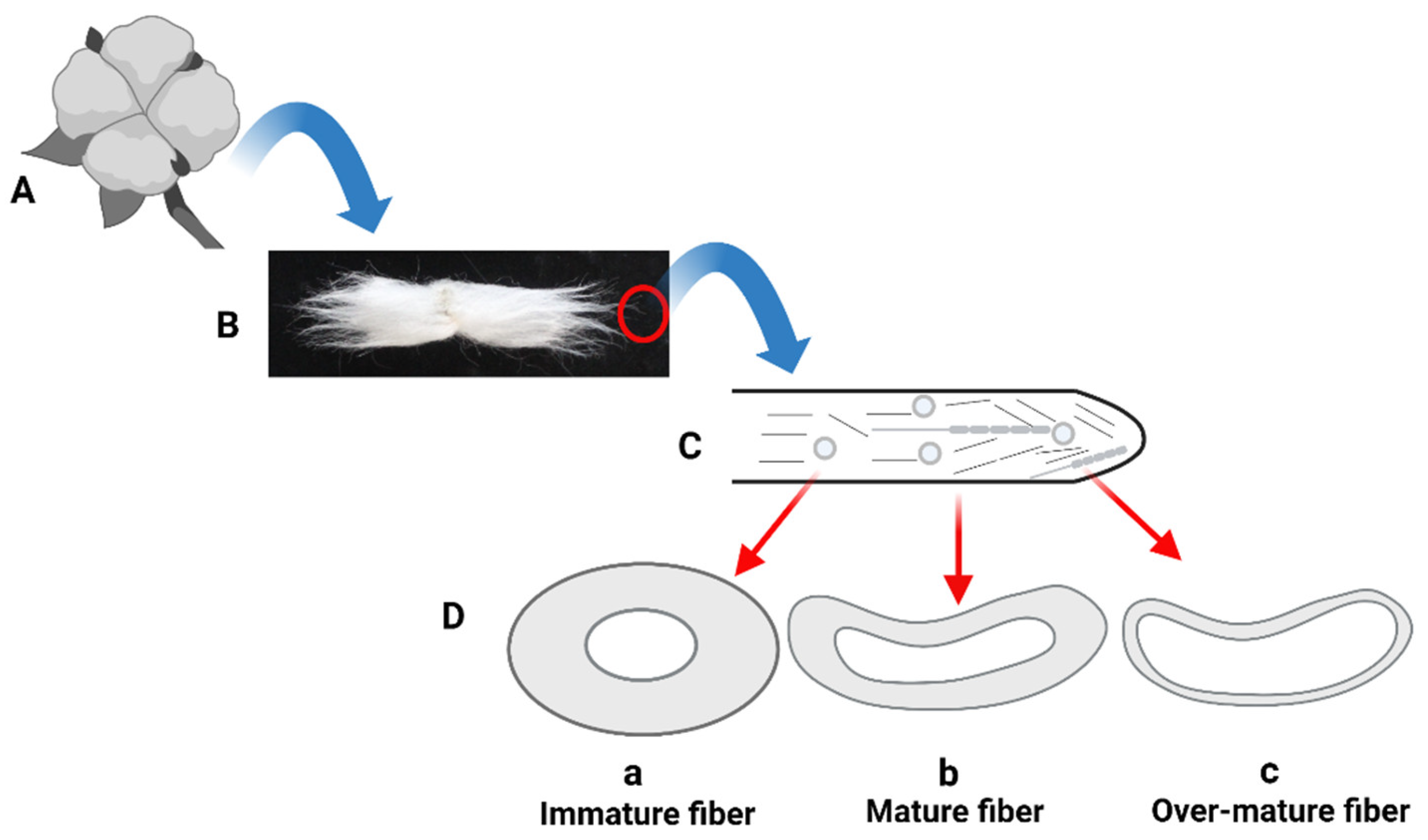 Role of Actin Dynamics and GhACTIN1 Gene in Cotton Fiber Development: A ...