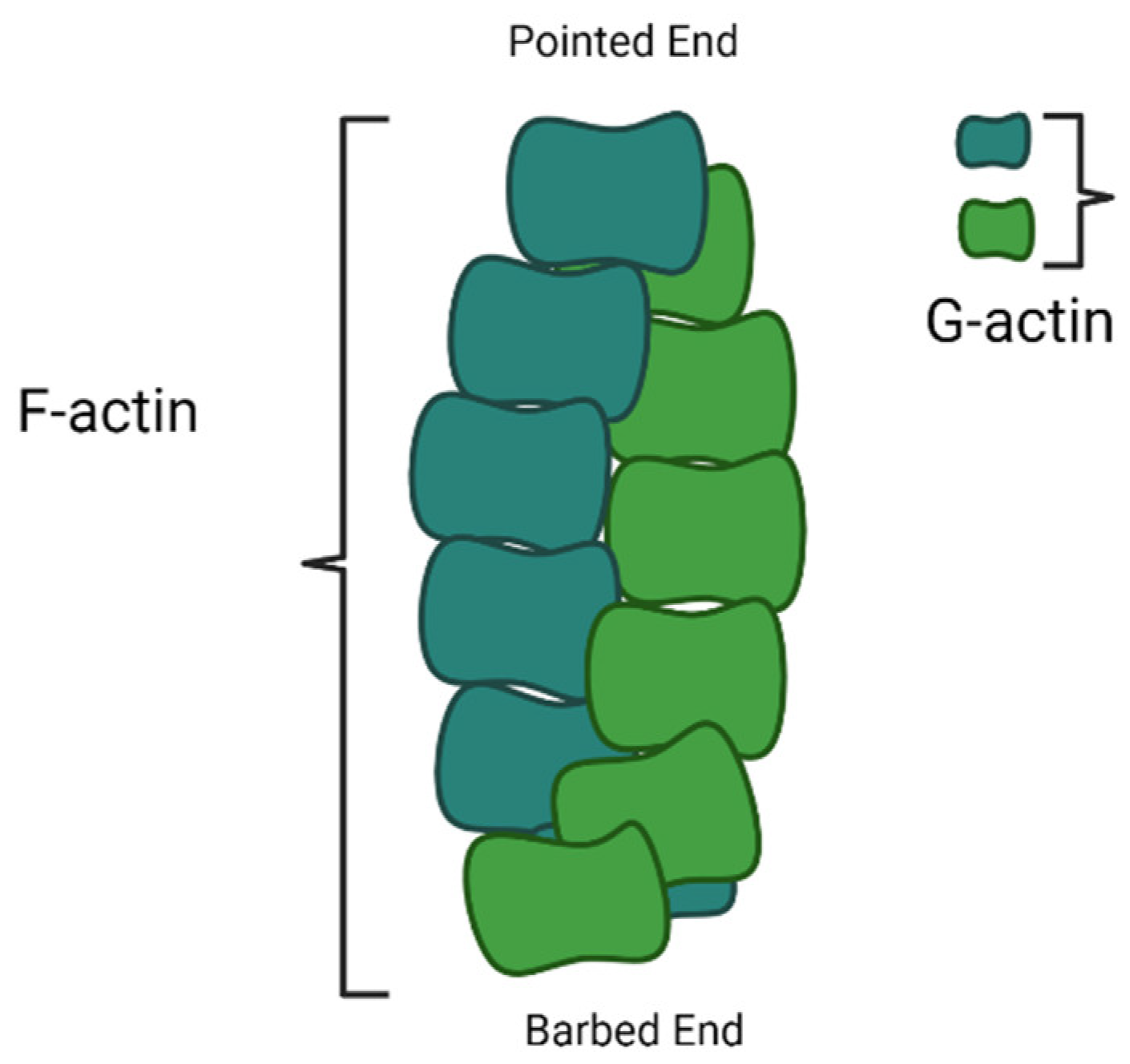Role of Actin Dynamics and GhACTIN1 Gene in Cotton Fiber Development: A ...