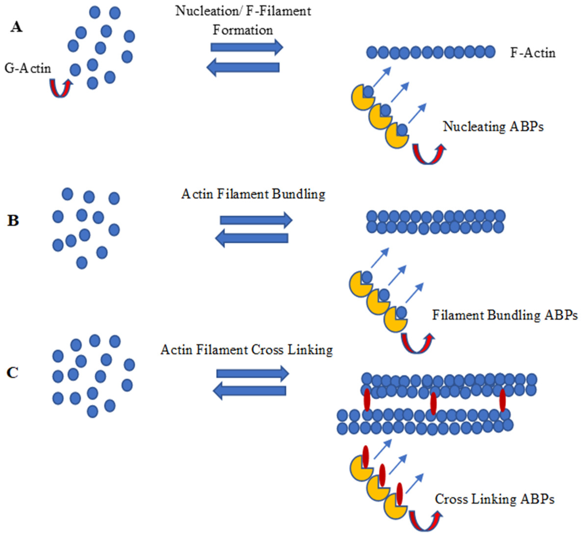 Role of Actin Dynamics and GhACTIN1 Gene in Cotton Fiber Development: A ...