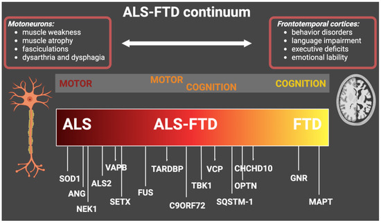 Genes | Free Full-Text | Neuroinflammatory Pathways in the ALS-FTD ...