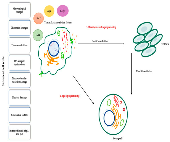 Application of the Yamanaka Transcription Factors Oct4, Sox2, Klf4, and ...