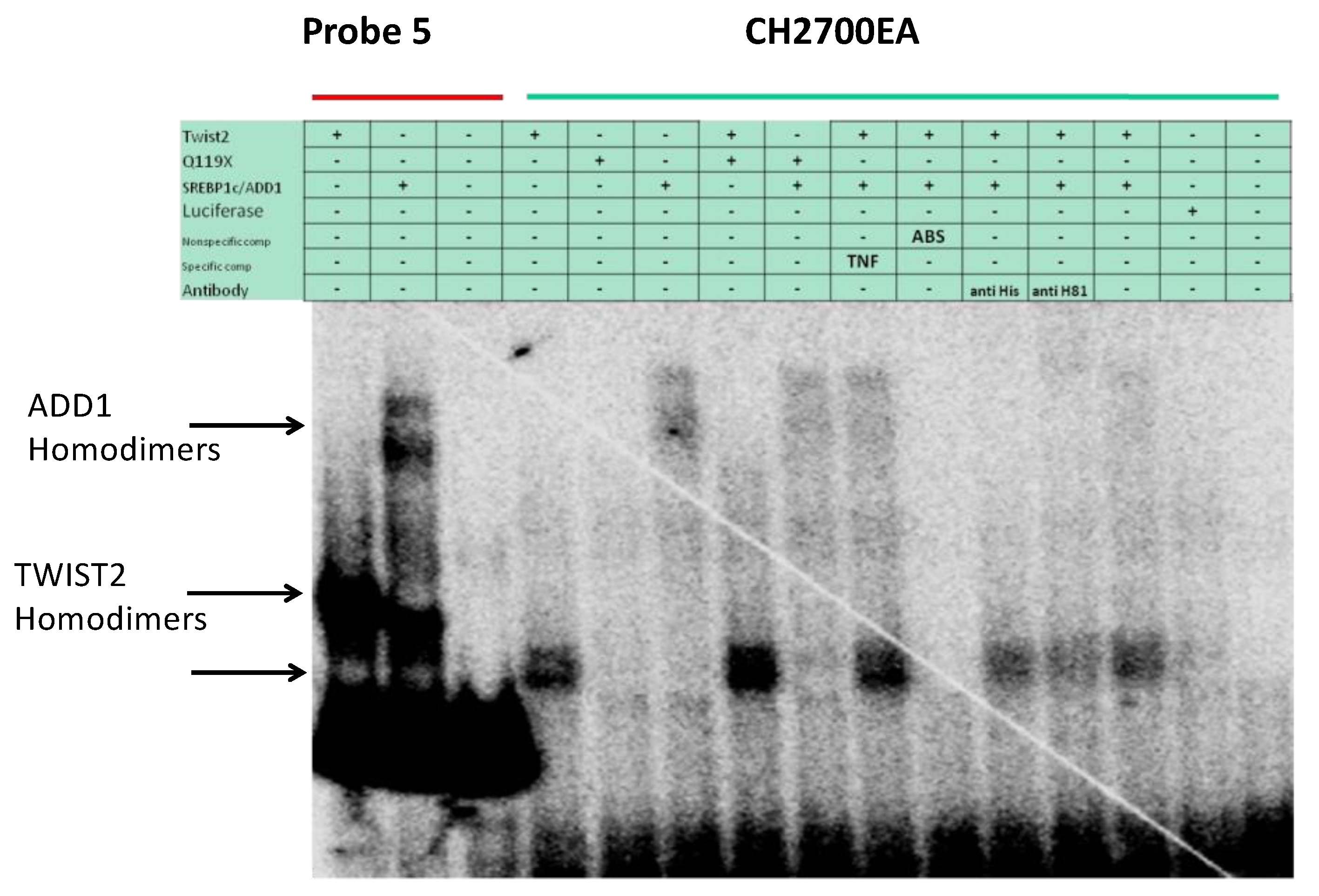 Mechanisms of Regulation of the CHRDL1 Gene by the TWIST2 and ADD1 ...