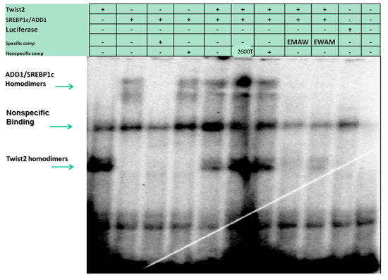 Mechanisms of Regulation of the CHRDL1 Gene by the TWIST2 and ADD1 ...