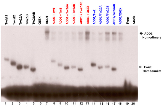 Mechanisms of Regulation of the CHRDL1 Gene by the TWIST2 and ADD1 ...