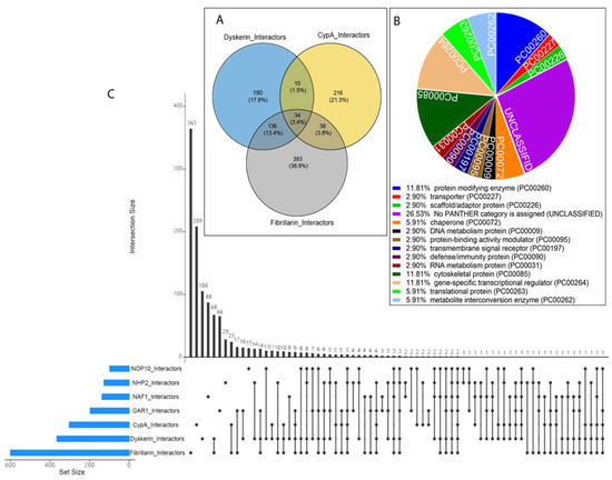 New Insights into Dyskerin-CypA Interaction: Implications for X-Linked ...
