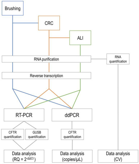 Quantitative Evaluation of CFTR Gene Expression: A Comparison between ...