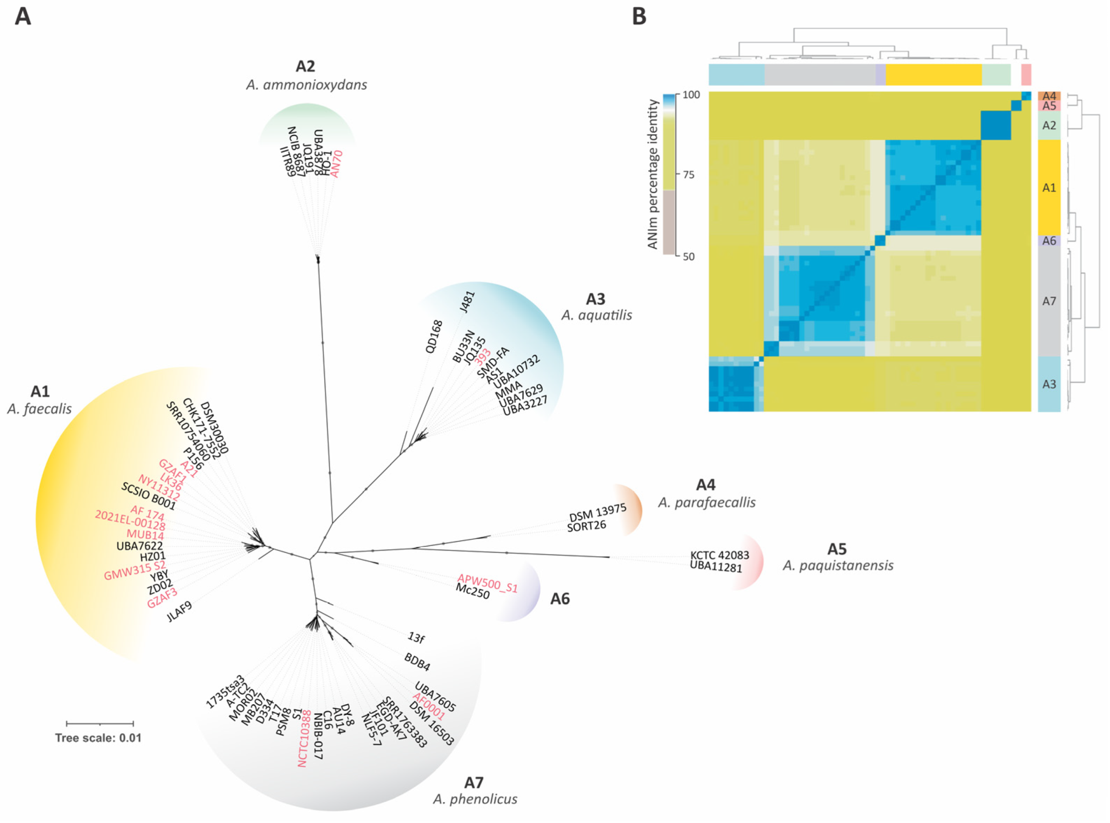 Comparative Genomics Reveals Novel Species and Insights into the ...