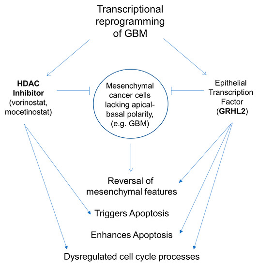 Enhancing Transcriptional Reprogramming of Mesenchymal Glioblastoma with Grainyhead-like 2 and ...