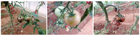 Pathological Features and Genetic Polymorphism Analysis of Tomato ...