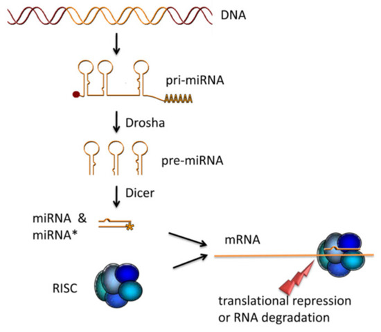 The Role of MicroRNA in Graft-Versus-Host-Disease: A Review