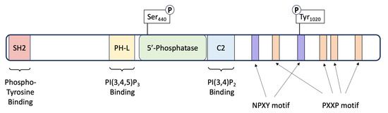 INPP5D/SHIP1: Expression, Regulation and Roles in Alzheimer’s Disease ...