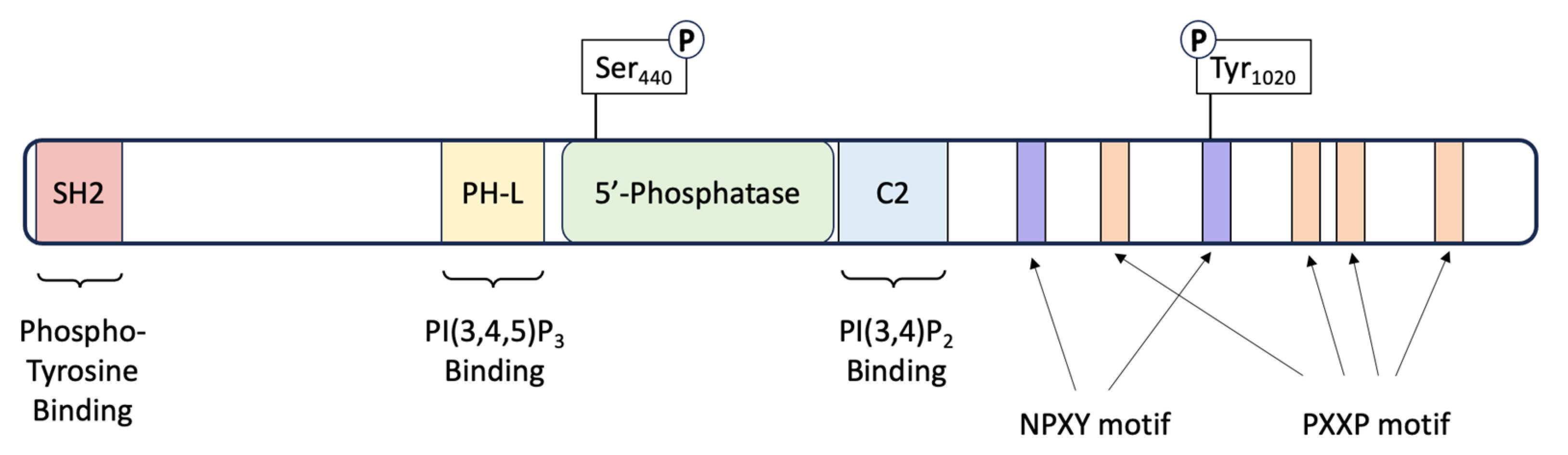 INPP5D/SHIP1: Expression, Regulation and Roles in Alzheimer’s Disease ...