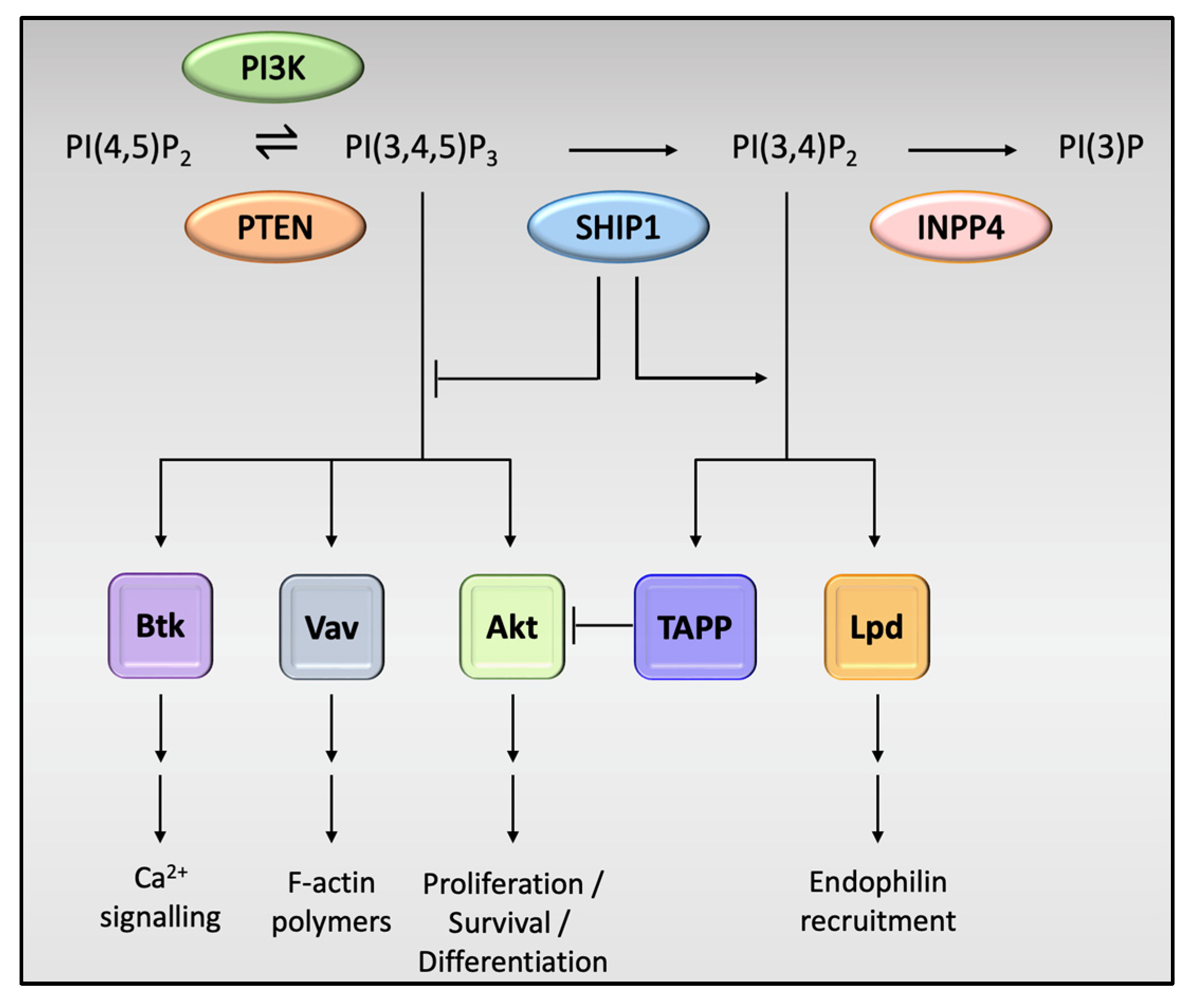 INPP5D/SHIP1: Expression, Regulation and Roles in Alzheimer’s Disease ...
