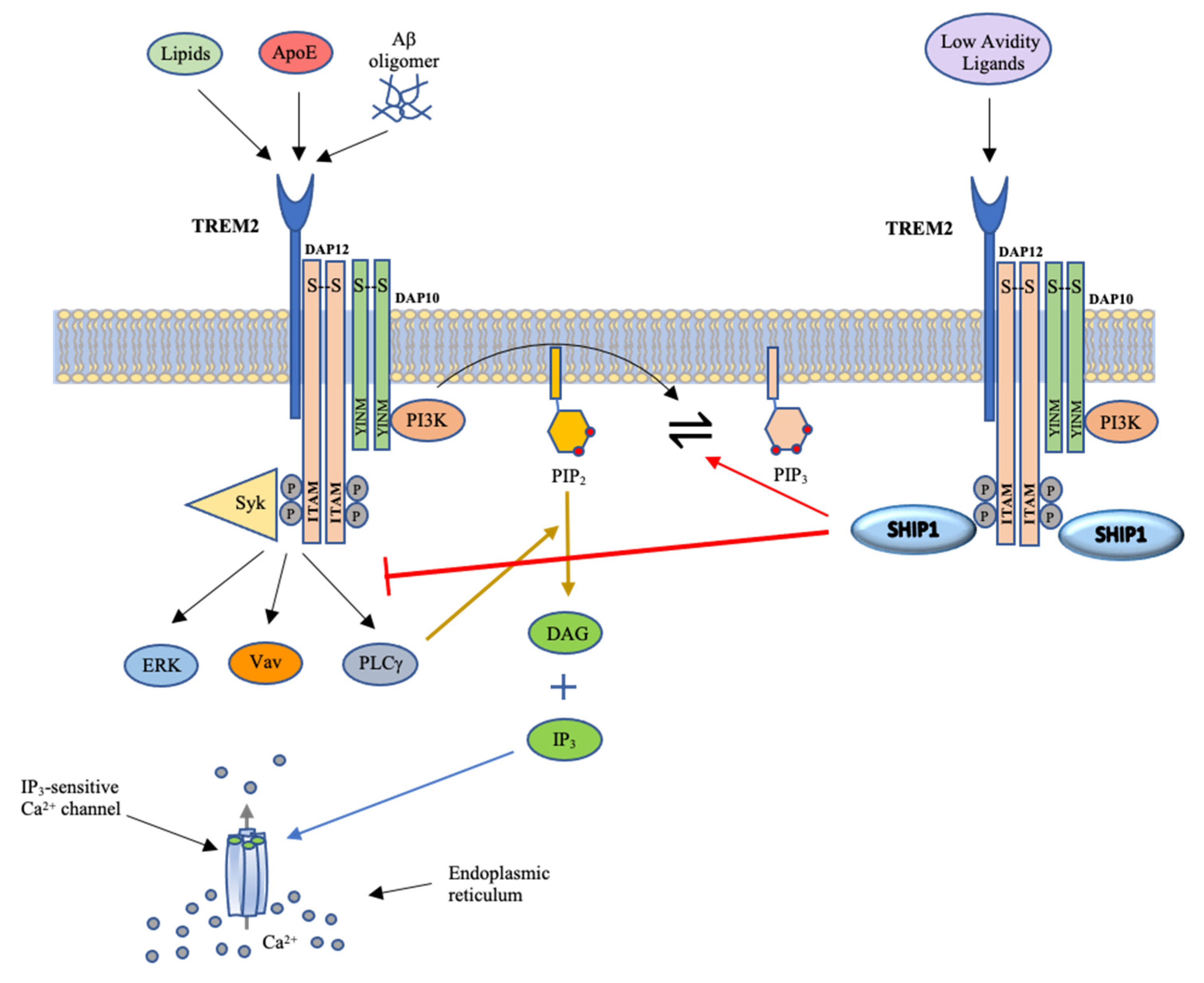 INPP5D/SHIP1: Expression, Regulation and Roles in Alzheimer’s Disease ...