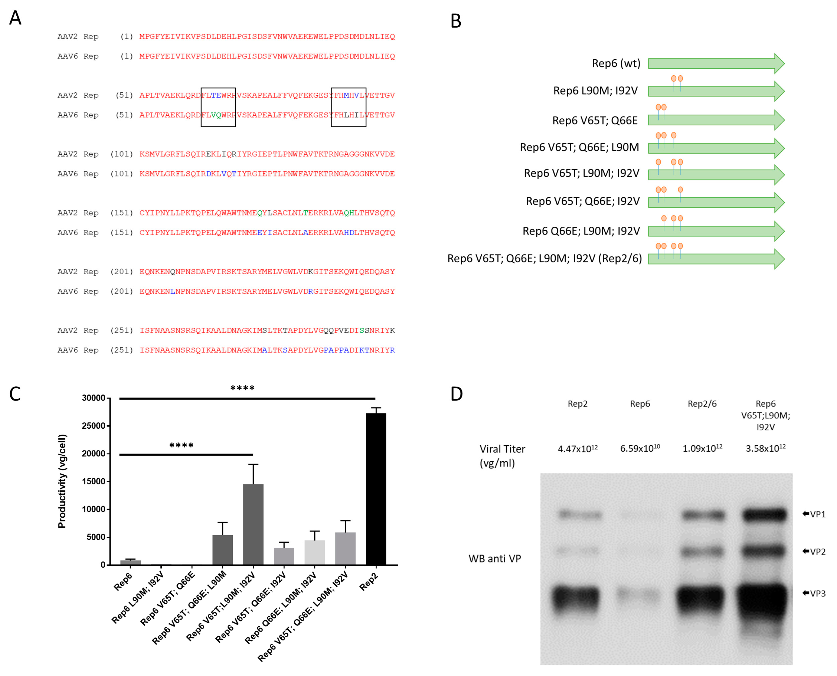 Bioengineered Hybrid Rep 2/6 Gene Improves Encapsulation of a Single ...