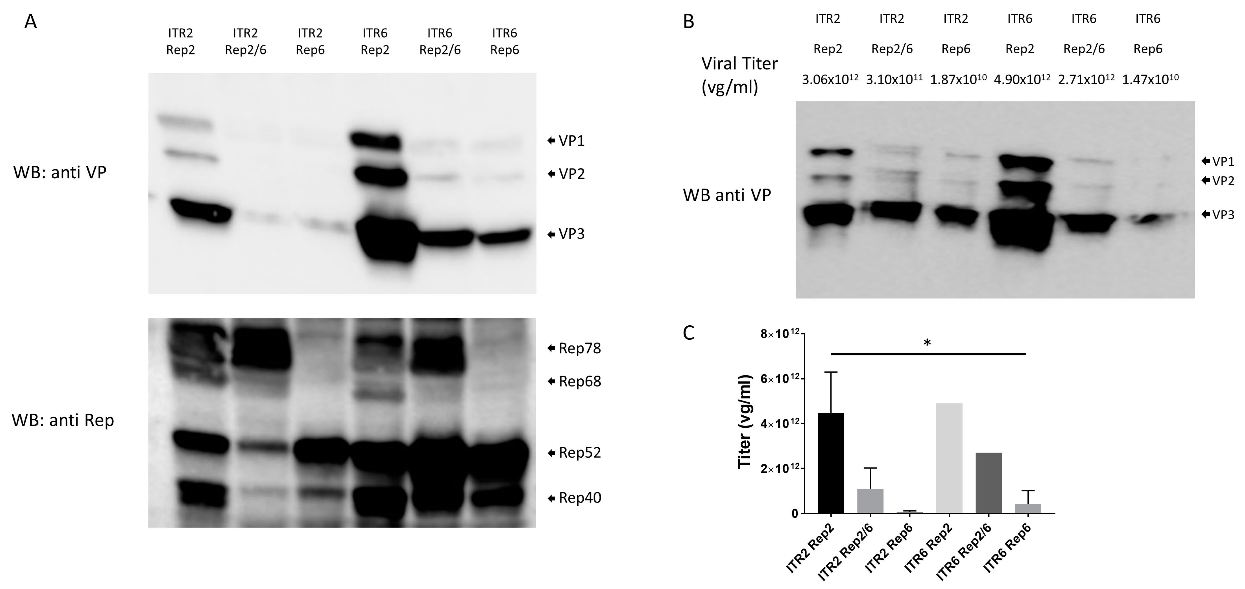 Bioengineered Hybrid Rep 2/6 Gene Improves Encapsulation of a Single ...