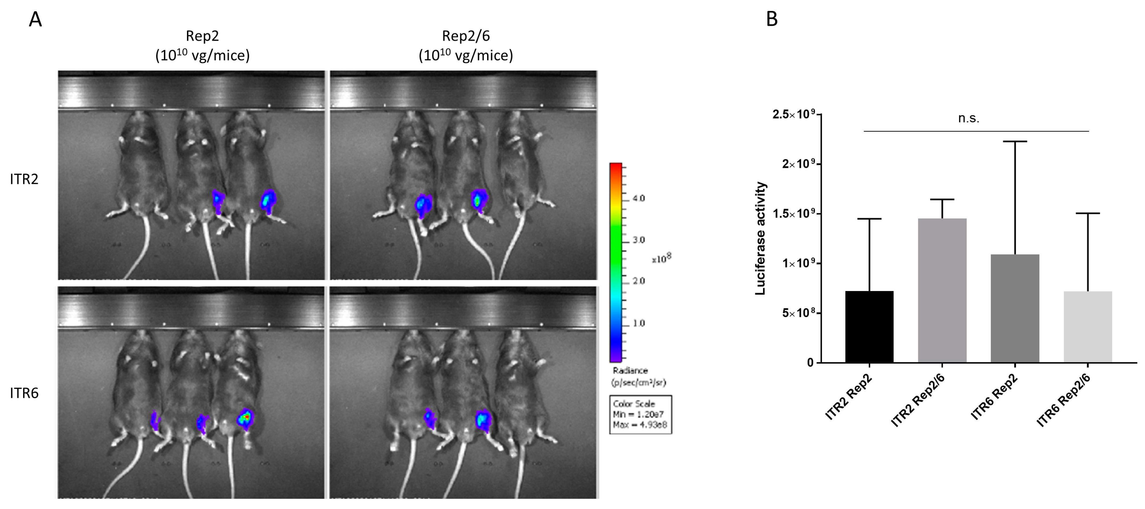Bioengineered Hybrid Rep 2/6 Gene Improves Encapsulation of a Single ...