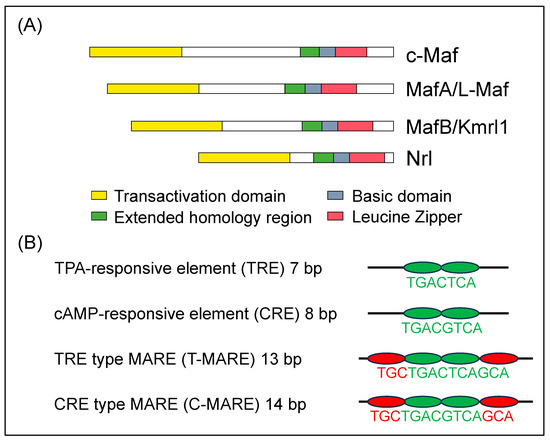 Exploring Large MAF Transcription Factors: Functions, Pathology, and ...