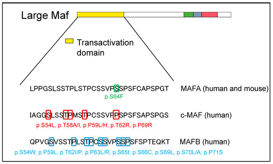 Exploring Large MAF Transcription Factors: Functions, Pathology, and ...