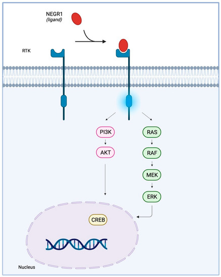 The Role of IgLON Cell Adhesion Molecules in Neurodegenerative Diseases