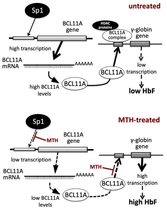 Effects of Mithramycin on BCL11A Gene Expression and on the Interaction ...