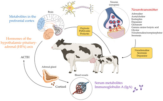 Genomic Selection for Dairy Cattle Behaviour Considering Novel Traits ...