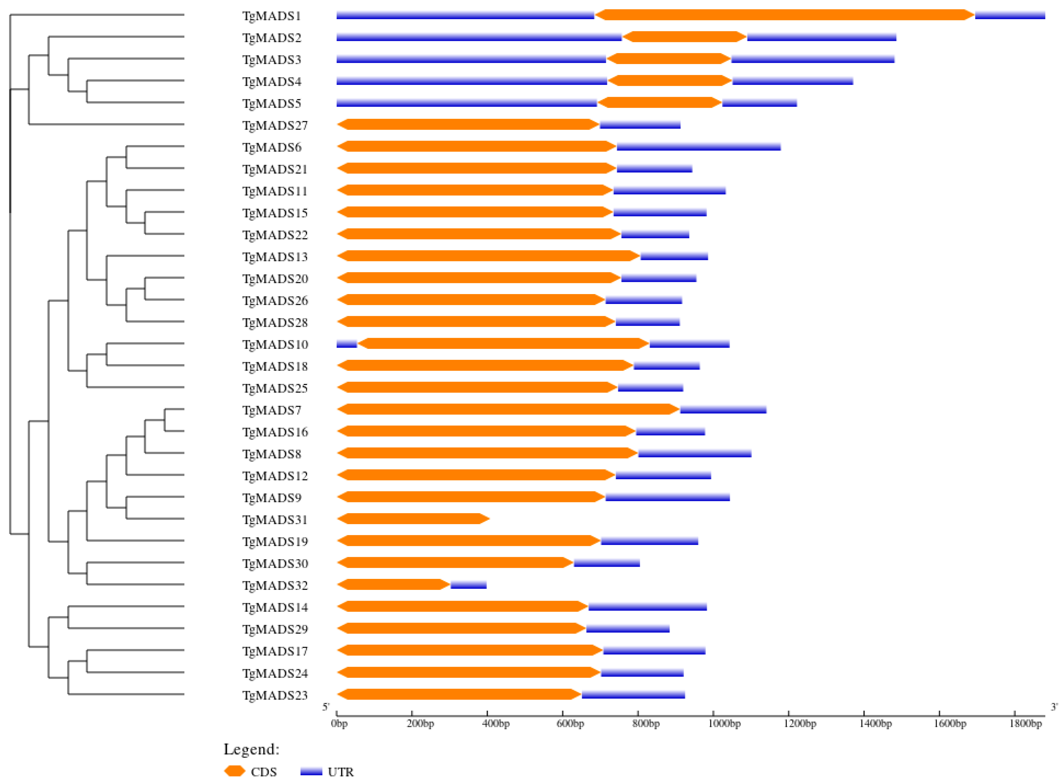 Genome-Wide Identification and Expression Analysis of the MADS Gene ...