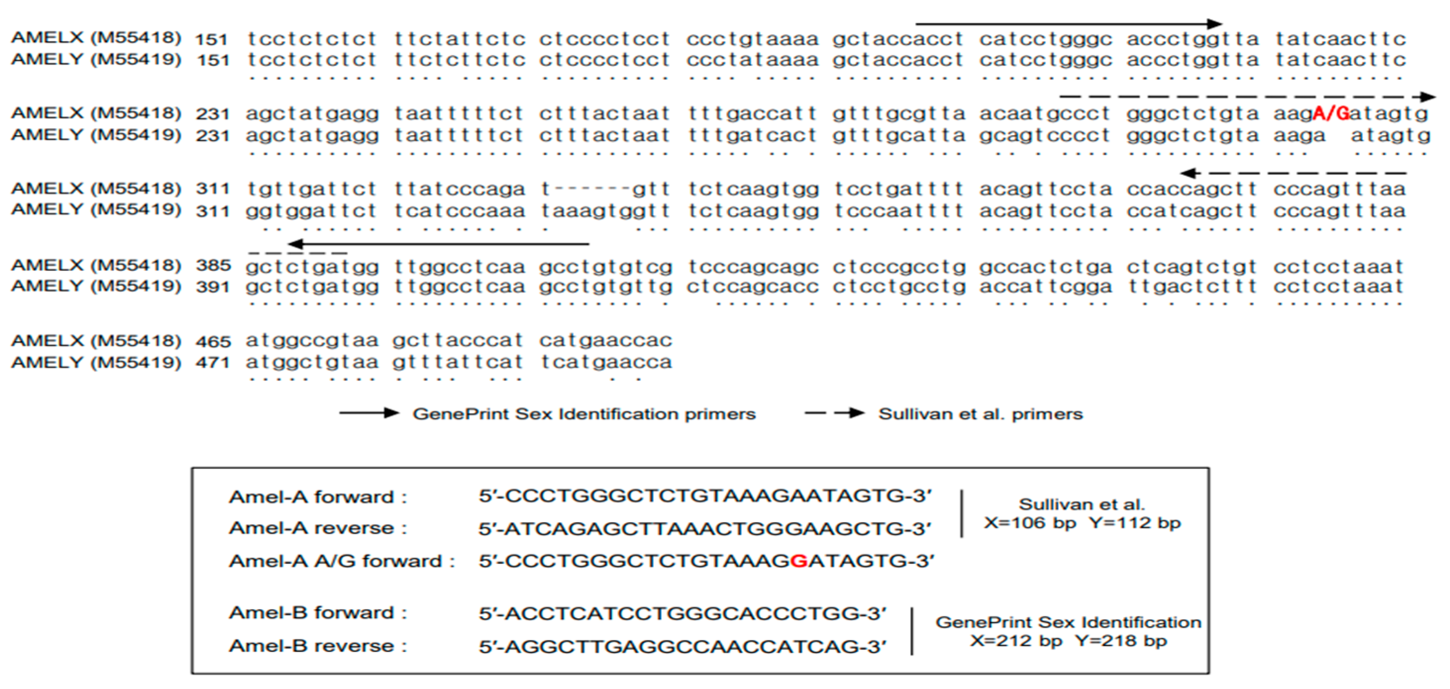 Amplification Failure of the Amelogenin X Gene Caused by a Rare ...