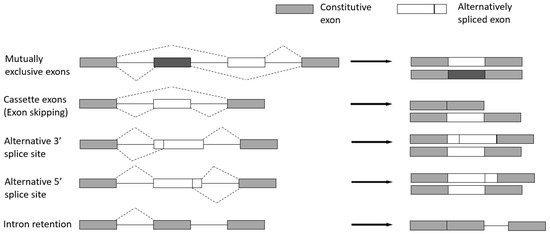 Genes | Free Full-Text | Regulation of Epithelial-Mesenchymal ...