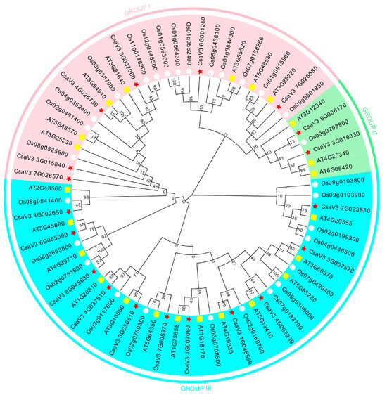 Genome-Wide Identification and Expression Analysis of the Cucumber FKBP ...