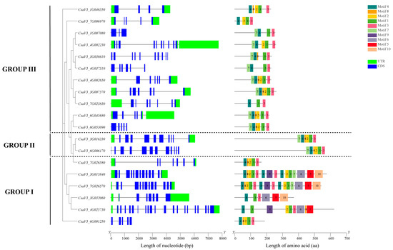 Genome-Wide Identification and Expression Analysis of the Cucumber FKBP ...