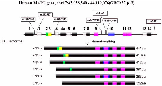 Navigating the ALS Genetic Labyrinth: The Role of MAPT Haplotypes