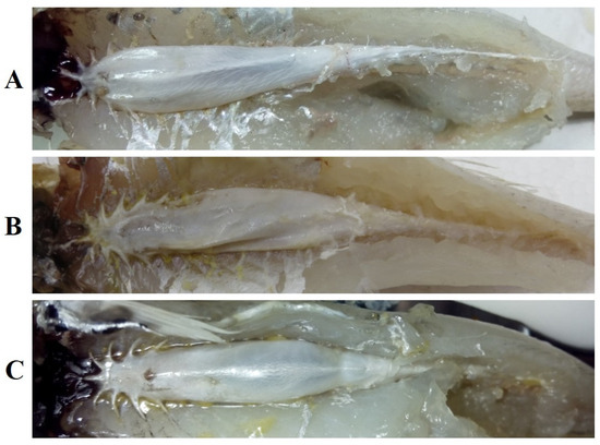 Comparative Mitogenomics Reveals Cryptic Species in Sillago ingenuua ...