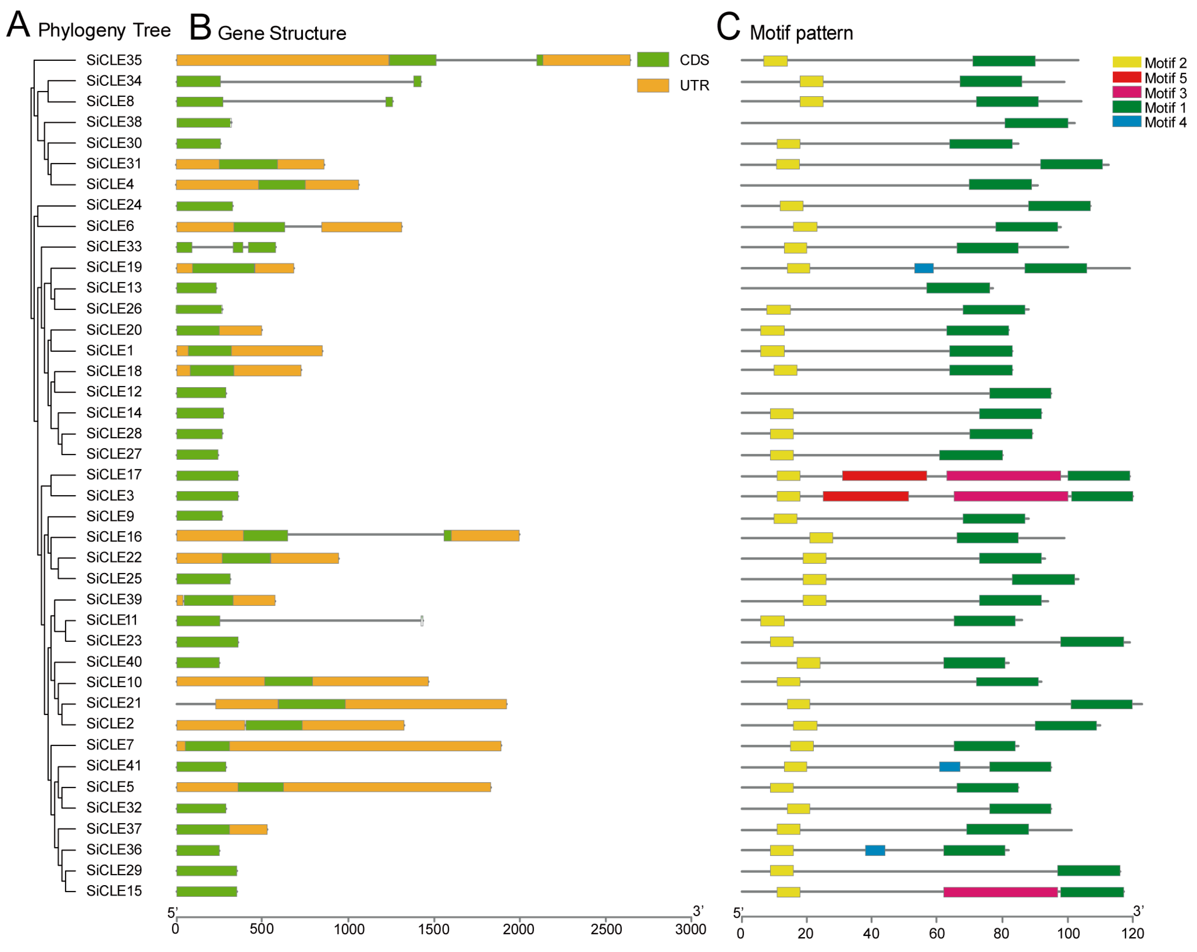 Genome-Wide Identification and Characterization of CLAVATA3/EMBRYO ...