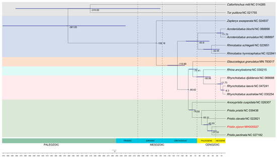 Evolution of the Critically Endangered Green Sawfish Pristis zijsron ...