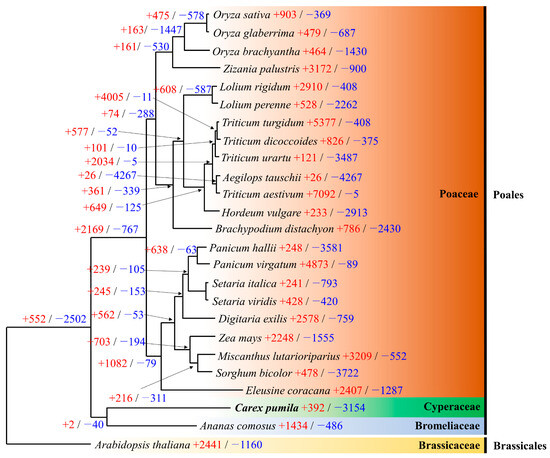 Genome Assembly and Microsatellite Marker Development Using Illumina ...