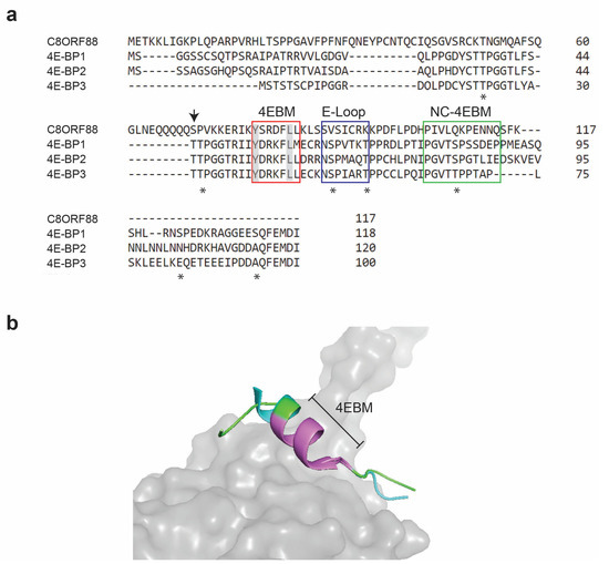 C8ORF88: A Novel eIF4E-Binding Protein