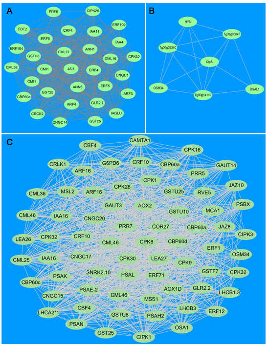 Transcriptomic Analysis Reveals CBF-Dependent and CBF-Independent ...