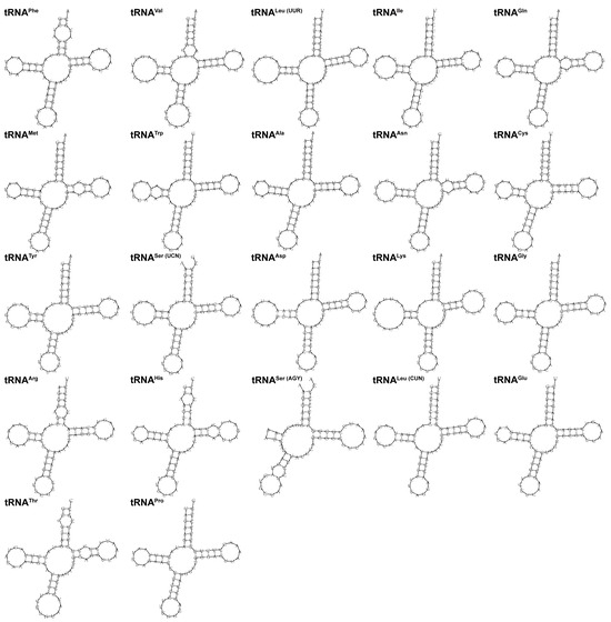 Genes | Free Full-Text | The New Mitochondrial Genome of Hemiculterella ...